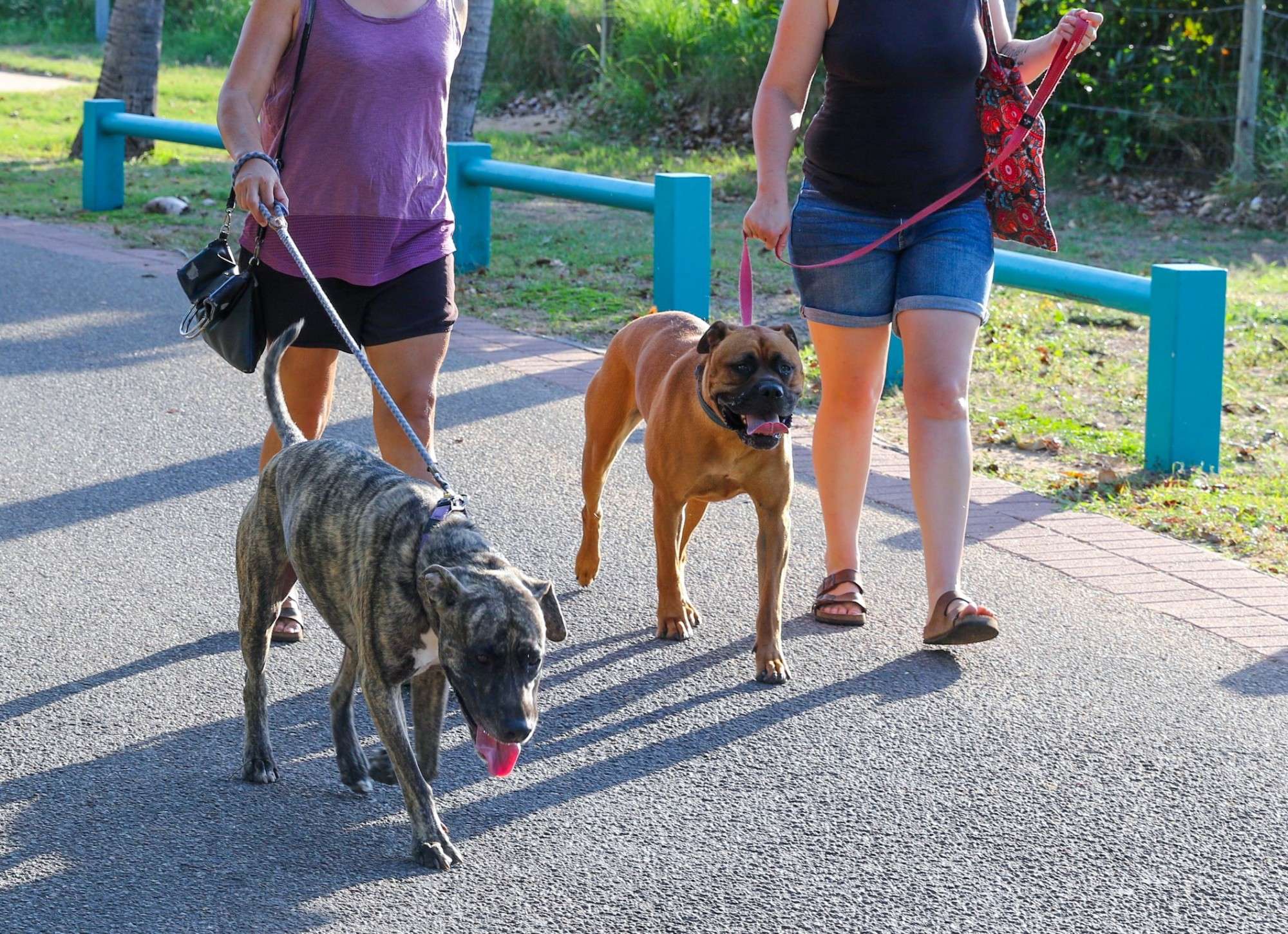 Walk n Wag - Rockland Drive bush walk | City of Darwin | Darwin Council ...