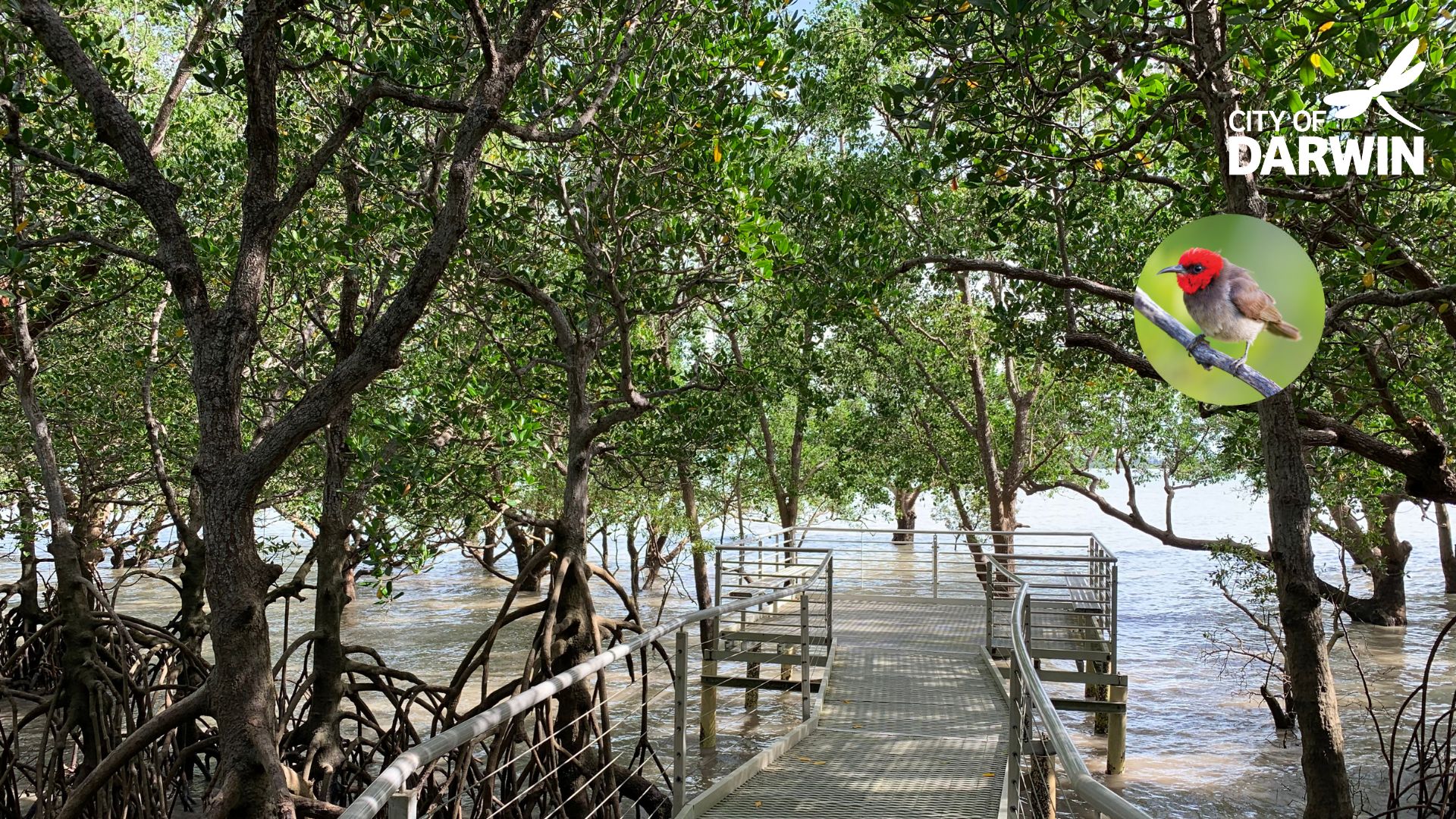 Seniors Month | Birds at East Point Walk & Talk | City of Darwin ...