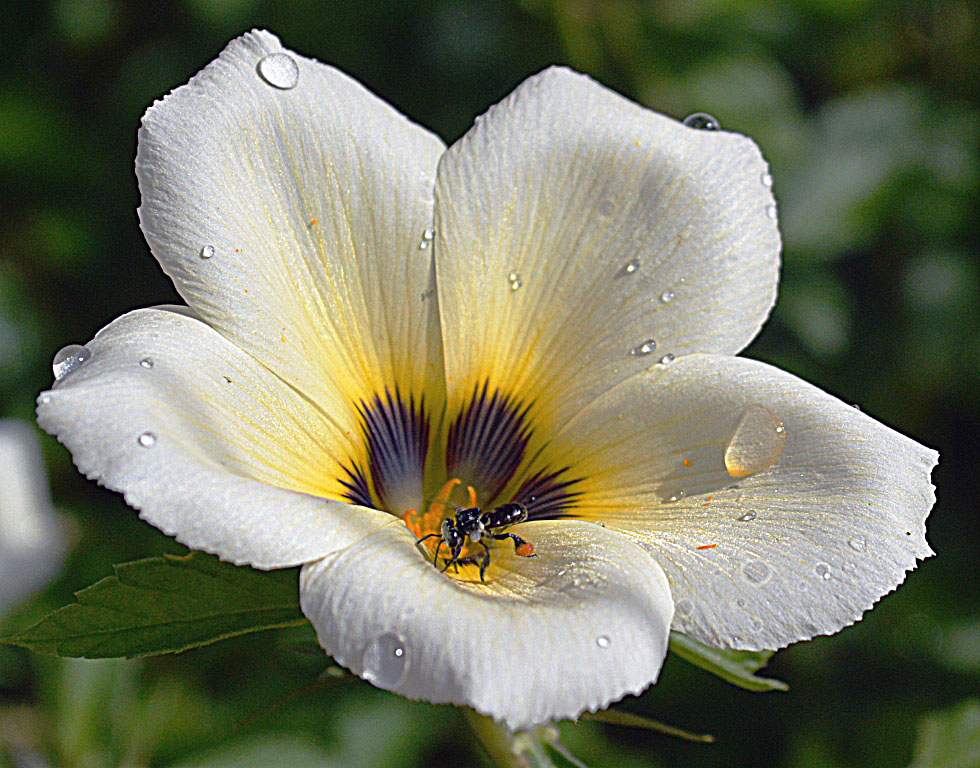 Library Lounge: Native Bees Workshops | City of Darwin | Darwin Council ...