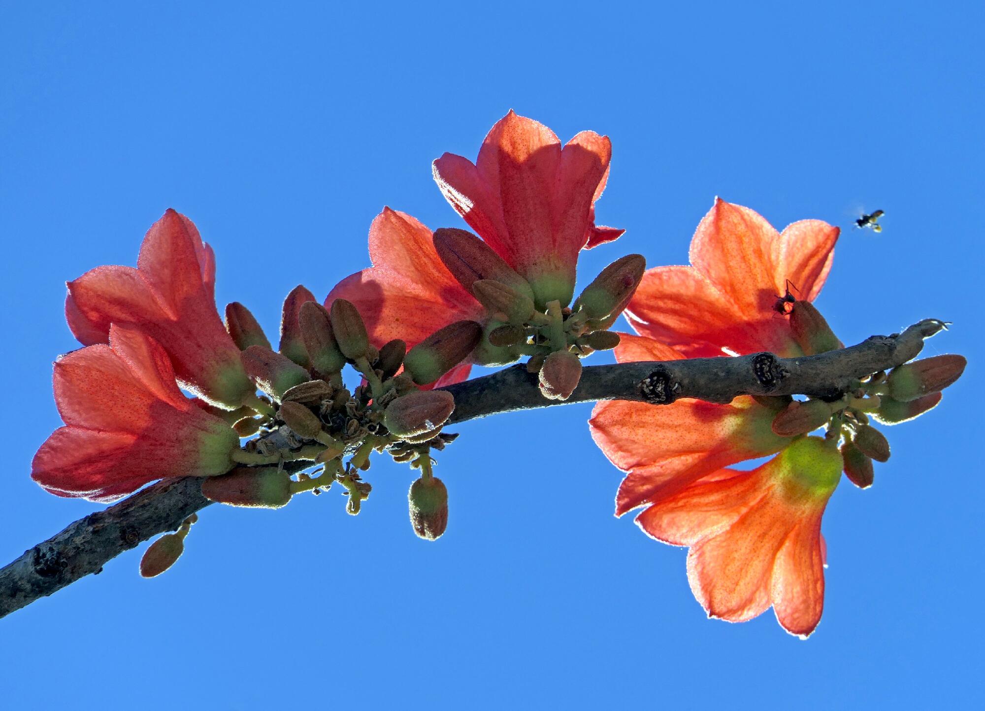 Library Lounge: Native Territory Plants | City of Darwin | Darwin ...