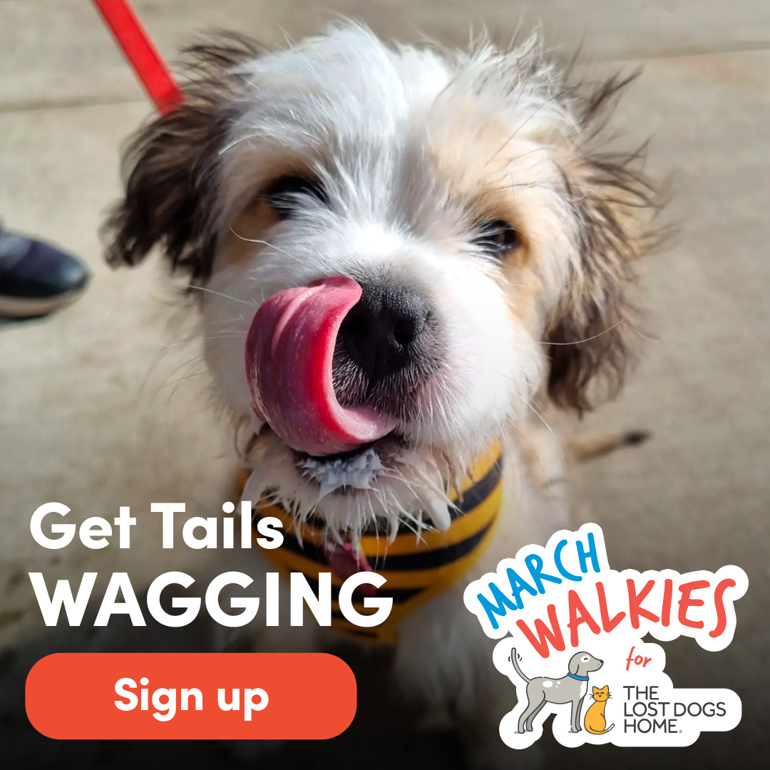 March Walkies for The Lost Dogs' Home | City of Darwin | Darwin Council ...