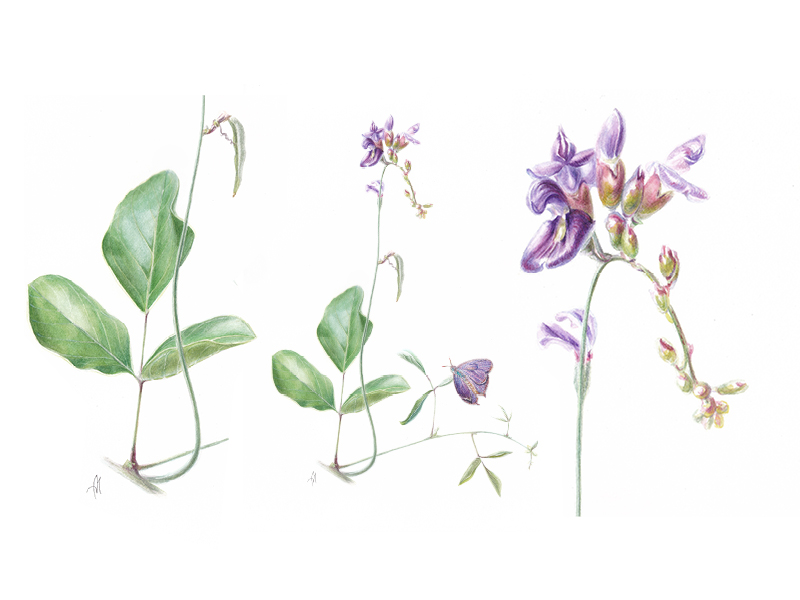 ABUNDANCE NATIVE BOTANICAL PORTRAIT WORKSHOP | City of Darwin | Darwin ...